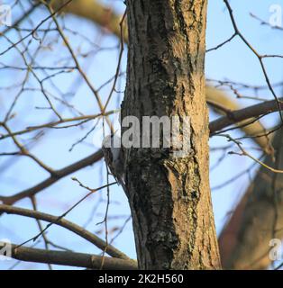 Garden treecreeper nest box, garden treecreeper Stock Photo - Alamy