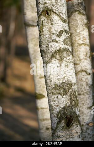 Birch trees with typical white bark in a forest in Germany Stock Photo ...