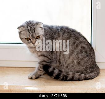 Gray scottish fold cat sitting on wooden steps Stock Photo - Alamy