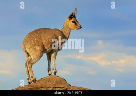 A small klipspringer antelope (Oreotragus oreotragus) on a rock, Kruger ...