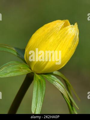 buttercup; flower; winterling; blossom Stock Photo - Alamy