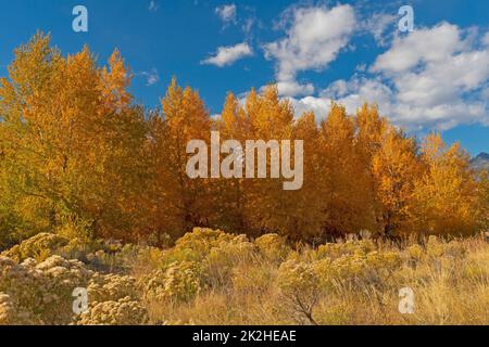 Narrow Leaf Cottonwood in Autumn Colors in the Great Sand Dunes ...