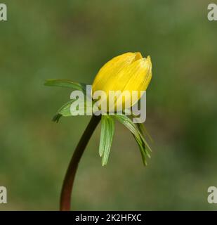 buttercup; flower; winterling; blossom Stock Photo - Alamy