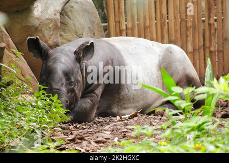 Malayan Tapir sleeps on the ground as a large mammal Of a single hoof ...
