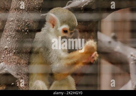 Saimiri sciureus in a cage is a small monkey found in South America ...