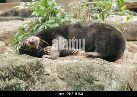 Malayan sun bear sleeping on a rock Stock Photo - Alamy