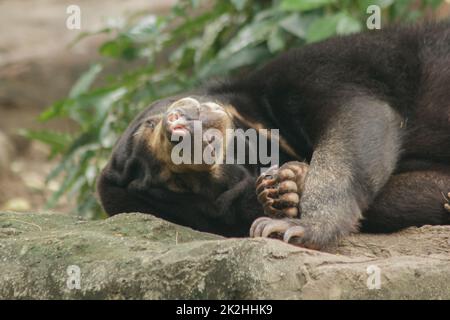Malayan sun bear sleeping on a rock Stock Photo - Alamy