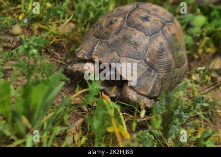 Little Turtle hiding his head in the shell on green grass field Stock ...
