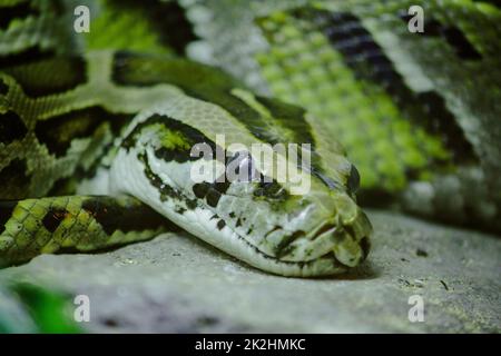 Python's eye reticulatus looks scary and is the world's longest snake ...