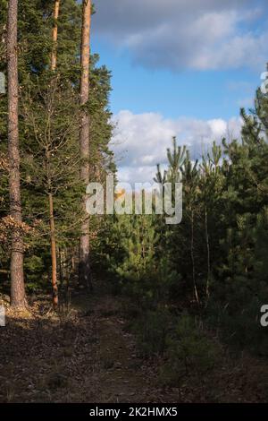 ground path through forest Stock Photo - Alamy