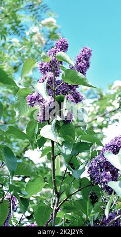 Flowers of terry lilac (double) lilac color Stock Photo - Alamy