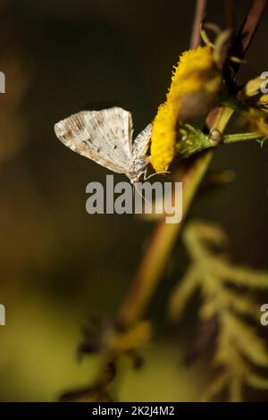Gamma owl on a plant, Autographa gamma, Silver Y on a leaf Stock Photo ...