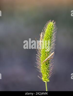 Two glass-winged bugs, grass ghost, Chorosoma schillingii on a grass ...