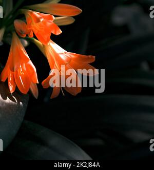 Clivia miniata red flowers blossom. Tropical jungle rainforest ...