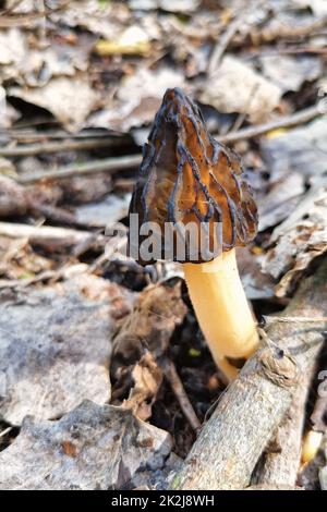 Pointed morel (Morchella conica Stock Photo - Alamy