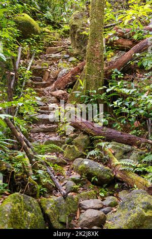 rainforest in Masoala national park, Madagascar Stock Photo - Alamy