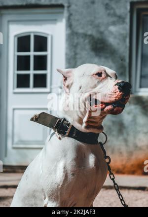 White dogo argentino dog close-up portrait looking at camera isolated ...