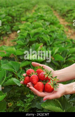 farmer girl holding freshly picked strawberries in her hands. Selective ...