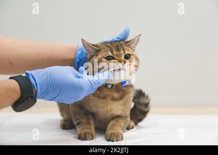 The doctor takes swab from the cat's mouth for analysis. Veterinarian ...