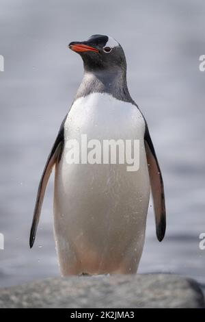 A gentoo penguin with the sea behind it Stock Photo - Alamy