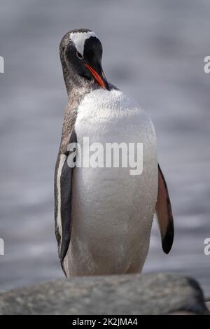 Gentoo penguin stands behind rock preening neck Stock Photo - Alamy