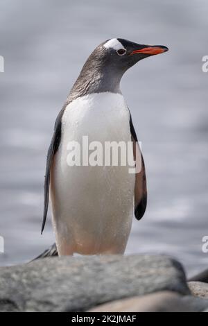 Gentoo penguin stands behind rock stretching neck Stock Photo - Alamy
