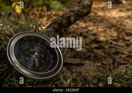 close-up of a compass over tree branches with ferns Stock Photo - Alamy