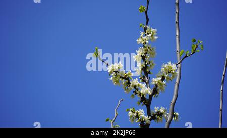 Judas tree Latin name cercis siliquastrum with purple or shocking pink ...