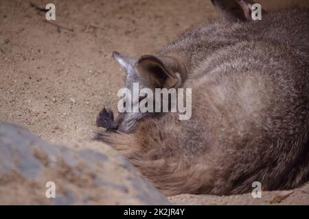 Bat-eared fox is sleeping as a small fox Is a carnivore Stock Photo - Alamy