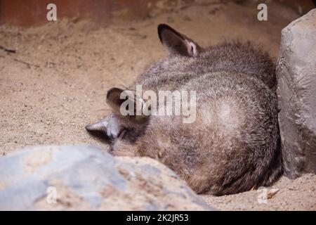 Bat-eared fox is sleeping as a small fox Is a carnivore Stock Photo - Alamy