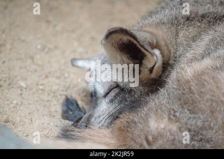 Bat-eared fox is sleeping as a small fox Is a carnivore Stock Photo - Alamy