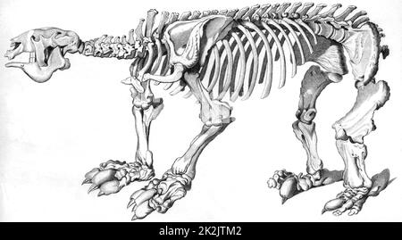 Composite skeleton of a Megatherium, made up of three separate ...