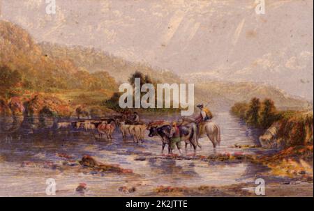 Welsh Drovers. Cattle born and raised on farms in Wales in Autumn were ...