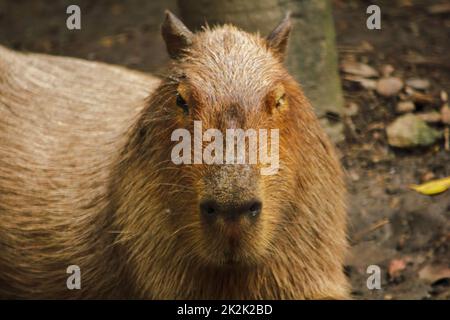 Capibara is in the zoo Is the biggest rat in the world Native to South ...