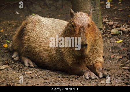 Capibara is in the zoo Is the biggest rat in the world Native to South ...
