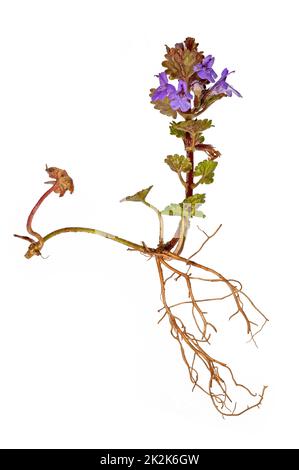 Whole blue violet plant with roots and flower Stock Photo - Alamy