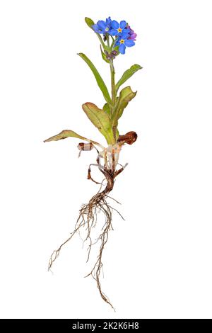 Whole blue violet plant with roots and flower Stock Photo - Alamy