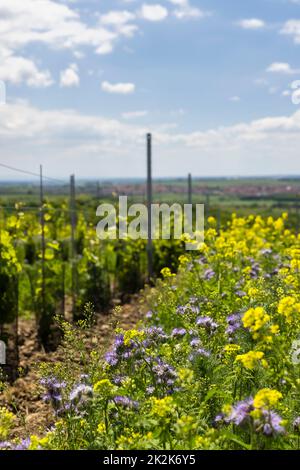 Floral spacing in organic vineyard, Southern Moravia, Czech Republic ...