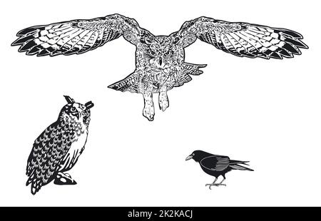 Uhu, owl and raven isolated, illustration Stock Photo - Alamy