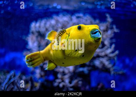 Yellow Arothron meleagris, golden puffer guineafowl puffer fish ...