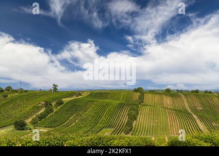 Landscape with vineyards, Slovacko, Southern Moravia, Czech Republic ...