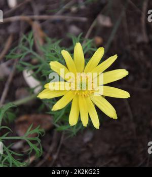 Flowers of Adonis, lat. Adonis vernalis Stock Photo - Alamy