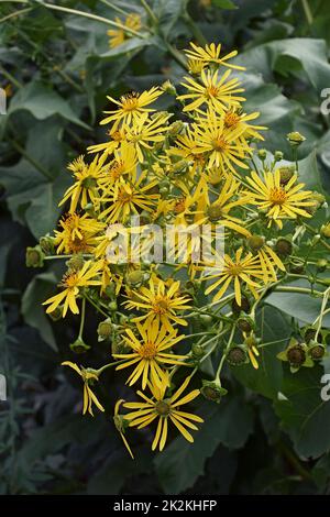 Jerusalem artichoke, sunroot, sunchoke, wild sunflower, Topinambur ...
