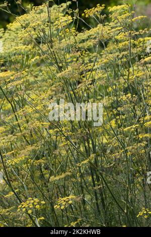 Close-up image of Common fennel plants in blossom Stock Photo - Alamy