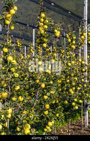Apple orchard in Aica, South Tyrol, Italy Stock Photo - Alamy