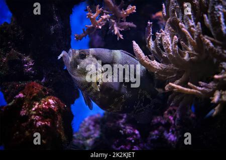 Spotted soapfish Pogonoperca punctata fish underwater in sea Stock ...