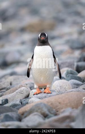 Penguin staring at the camera Stock Photo - Alamy