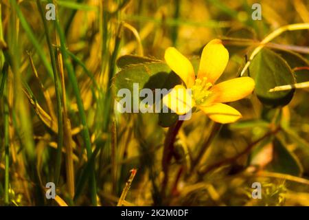 Beautiful creeping woodsorrel Stock Photo - Alamy
