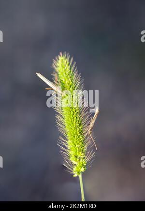 Close up of two specimens of grass ghost on a grass plant Stock Photo ...