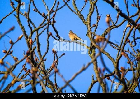 A blood linnet, also called linnet or flax finch on a tree Stock Photo ...